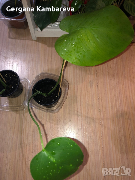 Monstera deliciosa в Стайни растения в гр. Пловдив - ID44914430 | Bazar.bg