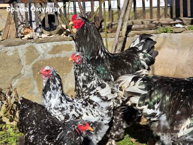 Продавам разплодни яйца от Мозаечна брама/Mottled Brahma в Кокошки и ...