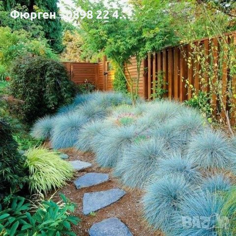 Фестука, синя трева / Festuca glauca Цена 4,50лв 1бр Студоустойчиво в ...
