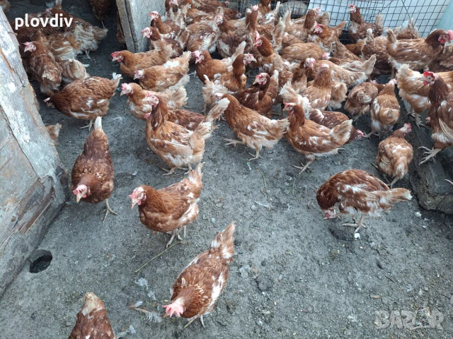 Кокошки в Кокошки и пуйки в с. Болярци - ID50529482 | Bazar.bg