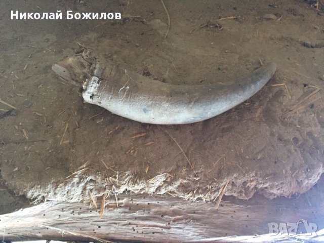 Продавам рог от бивол около 20 см в Антикварни и старинни предмети в гр ...